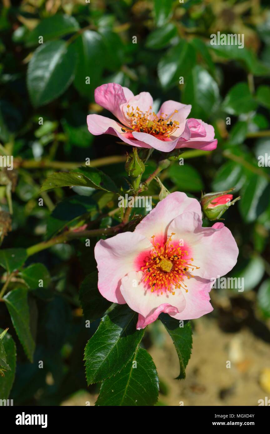 Rosa Bright As A Button High Resolution Stock Photography and Images ...