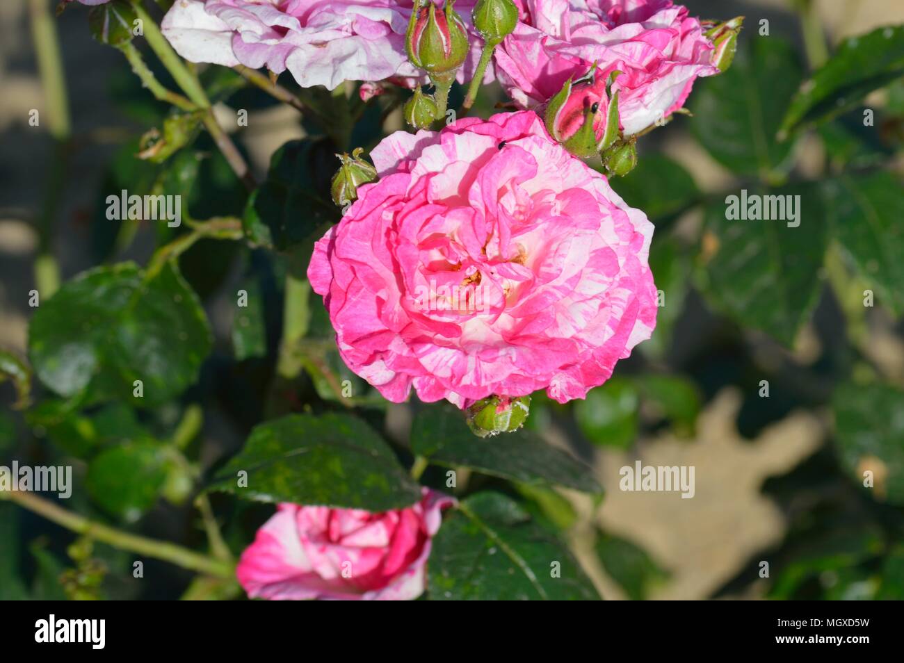 Rose Bright Ideas Stock Photo - Alamy