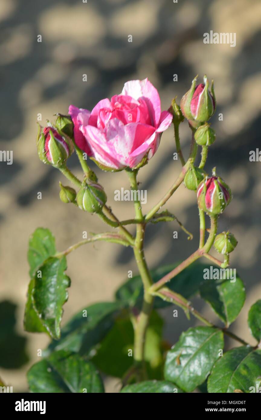 Rose Bright Ideas Stock Photo - Alamy