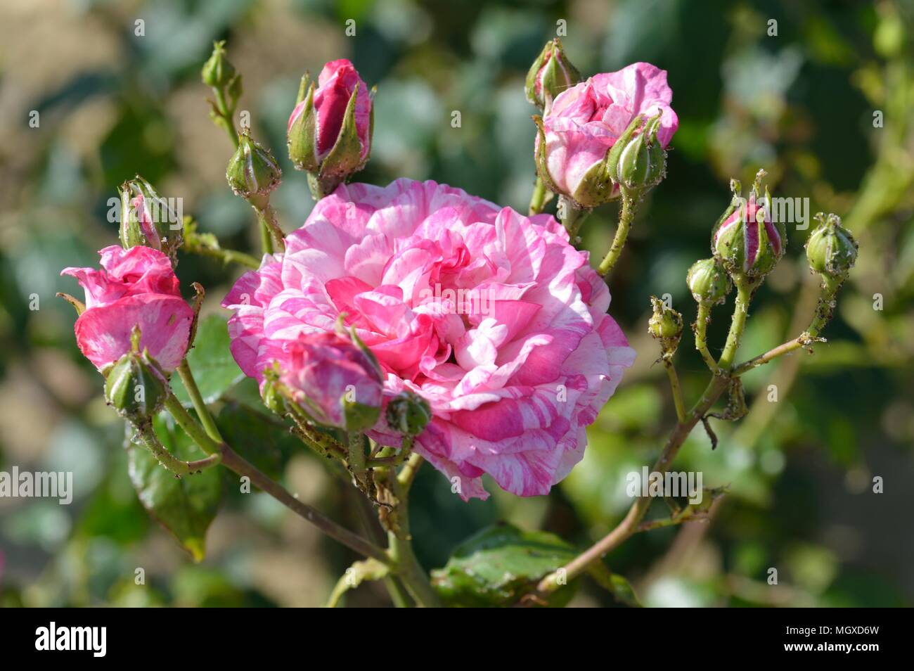 Rose Bright Ideas Stock Photo - Alamy