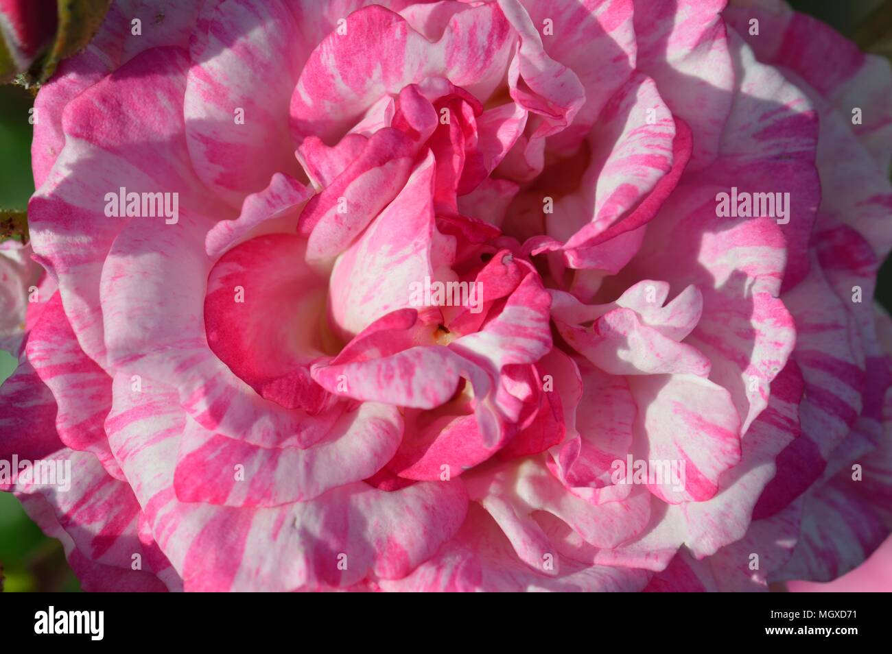Rose Bright Ideas Stock Photo - Alamy