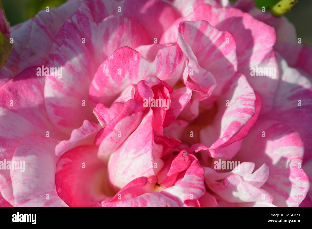 Rose Bright Ideas Stock Photo - Alamy