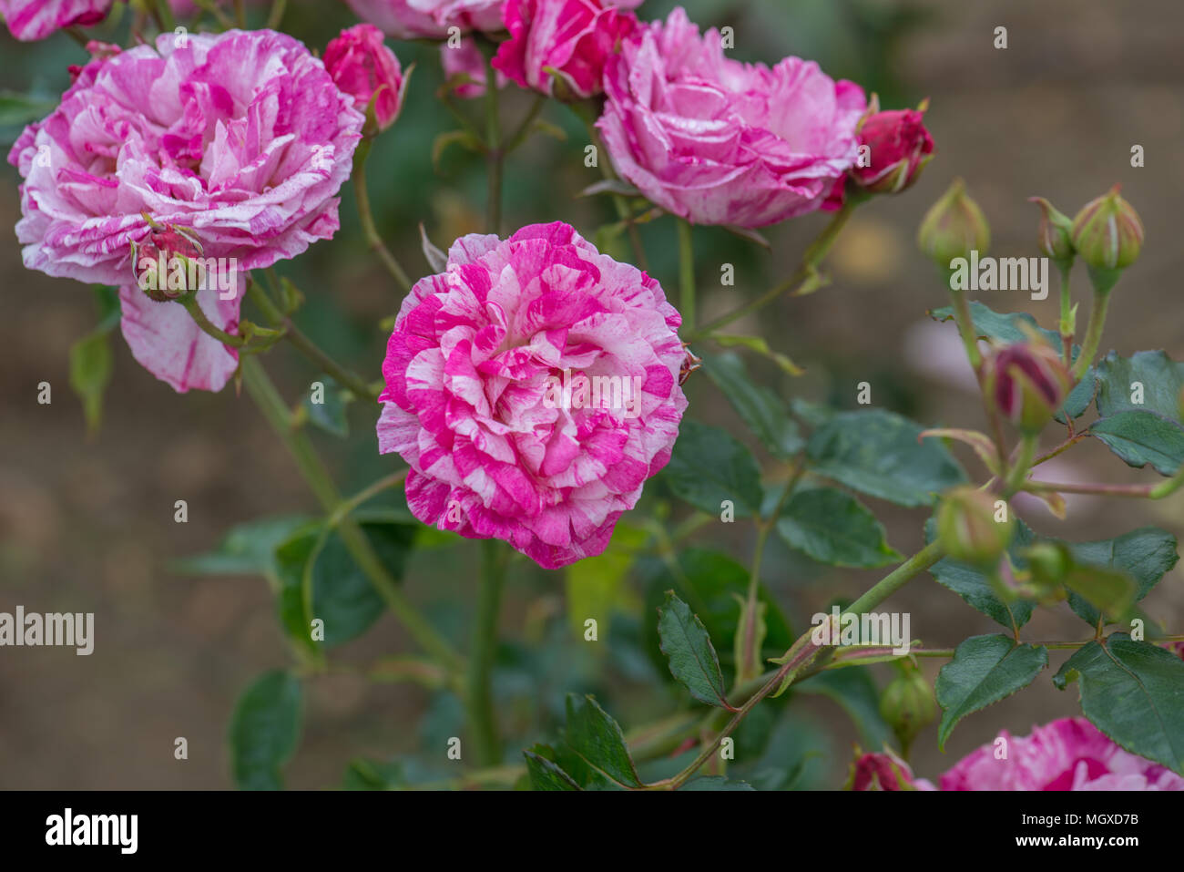 Rose Bright Ideas Stock Photo - Alamy