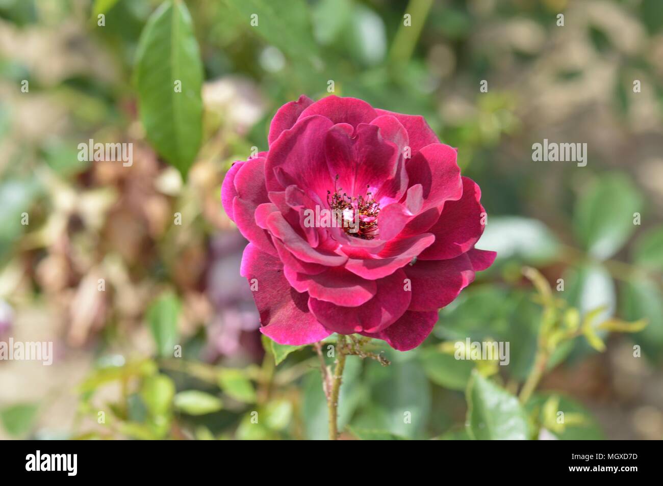 Classic burgundy flower hi-res stock photography and images - Alamy