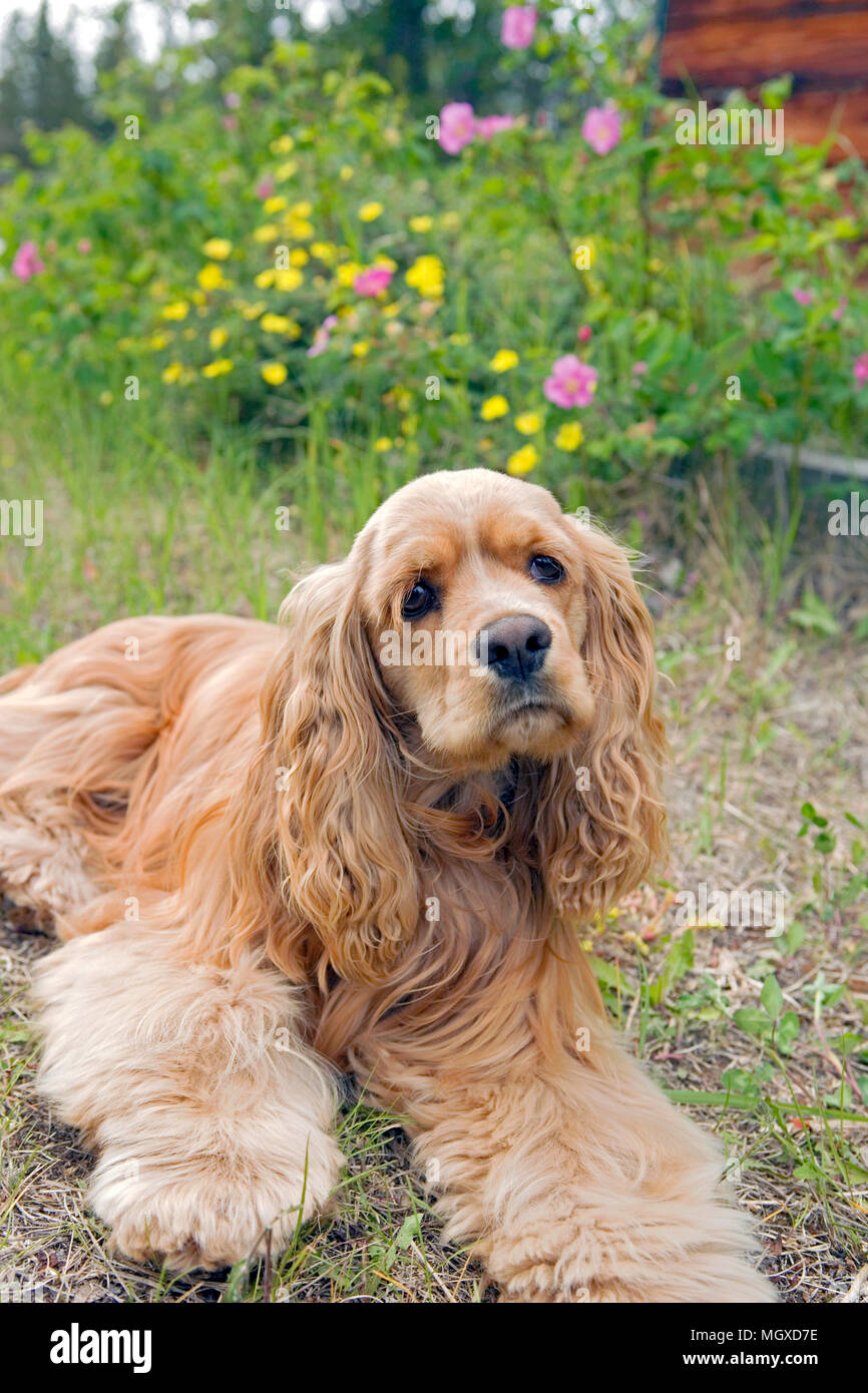 Portrait of Cocker Spaniel laying in grass, looking up, waiting Stock ...