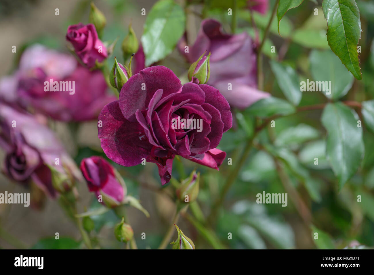 Burgundy rose hi-res stock photography and images - Alamy