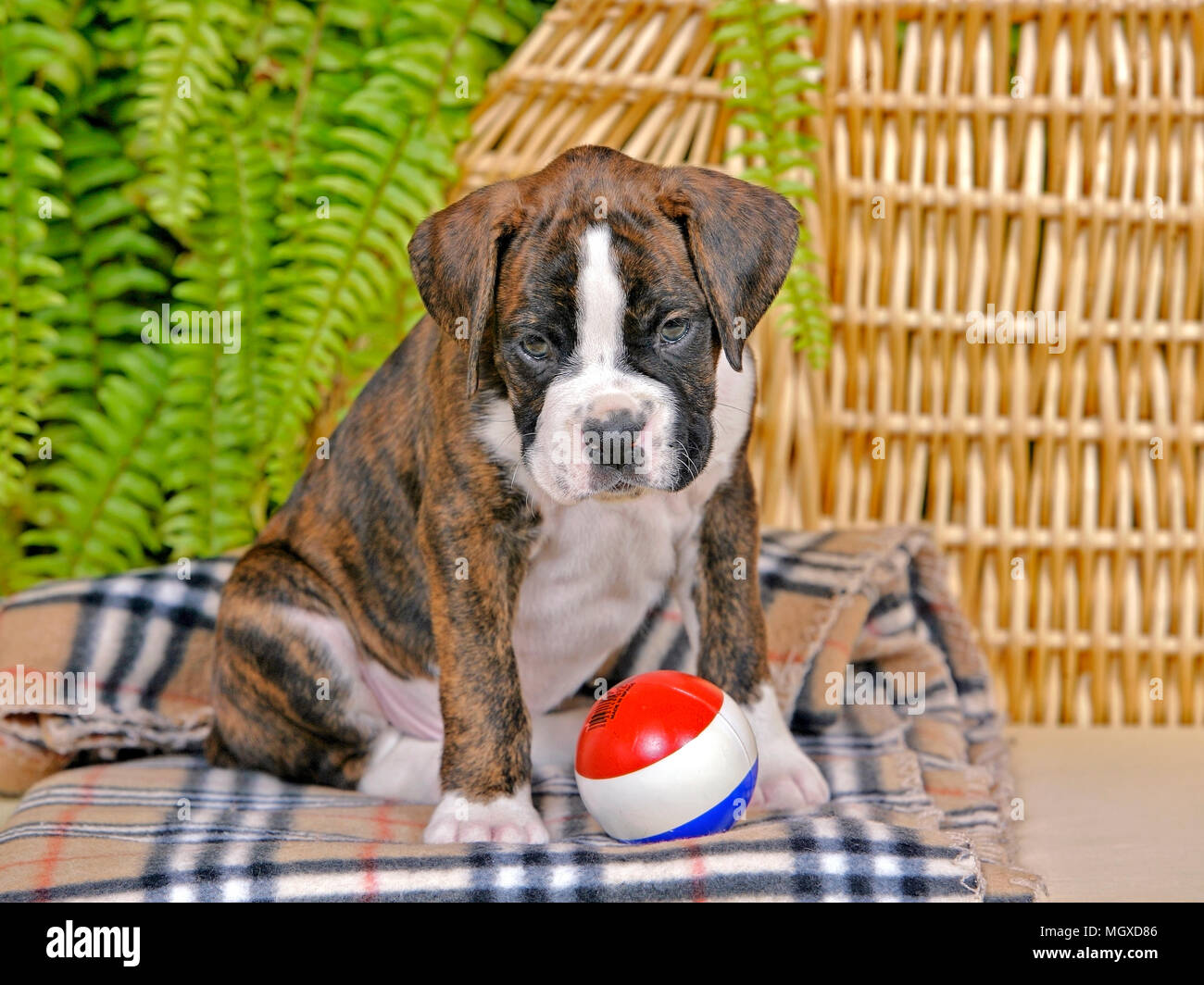 Brindle Boxer Puppy with ball sitting on blanket, looking at camera ...