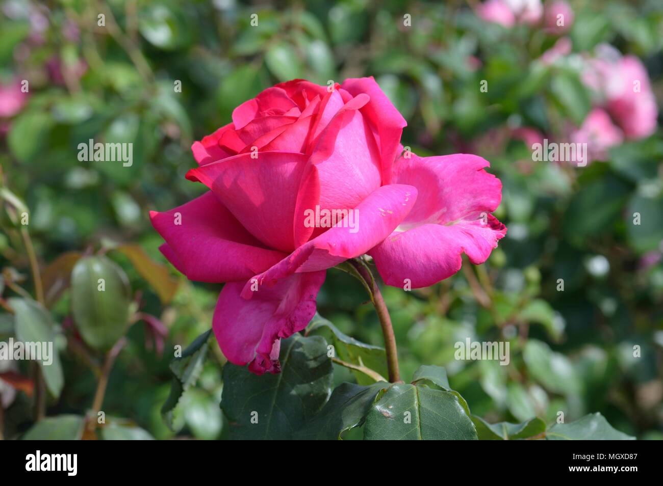 Rose Buxom Beauty Stock Photo - Alamy