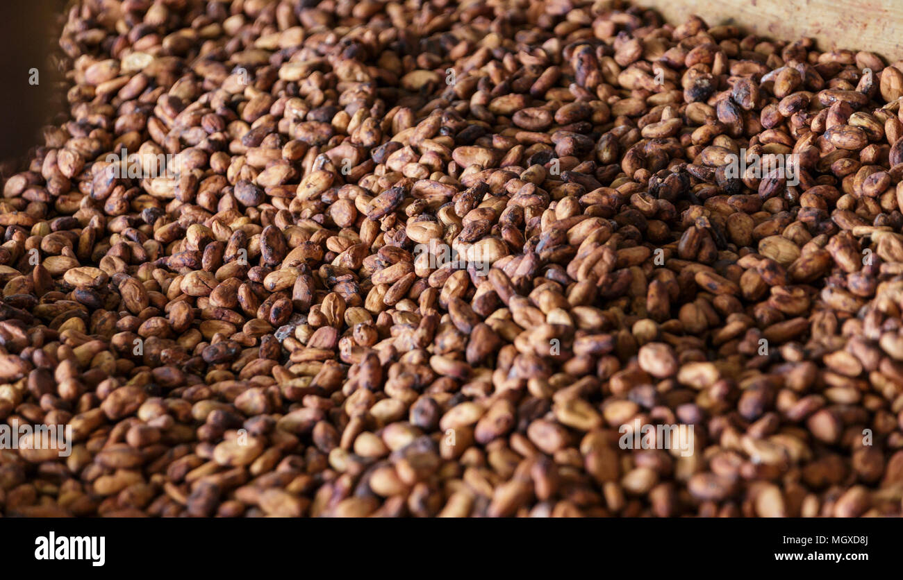 Fresh Cocoa Beans in Bin Drying on St Lucia Stock Photo - Alamy