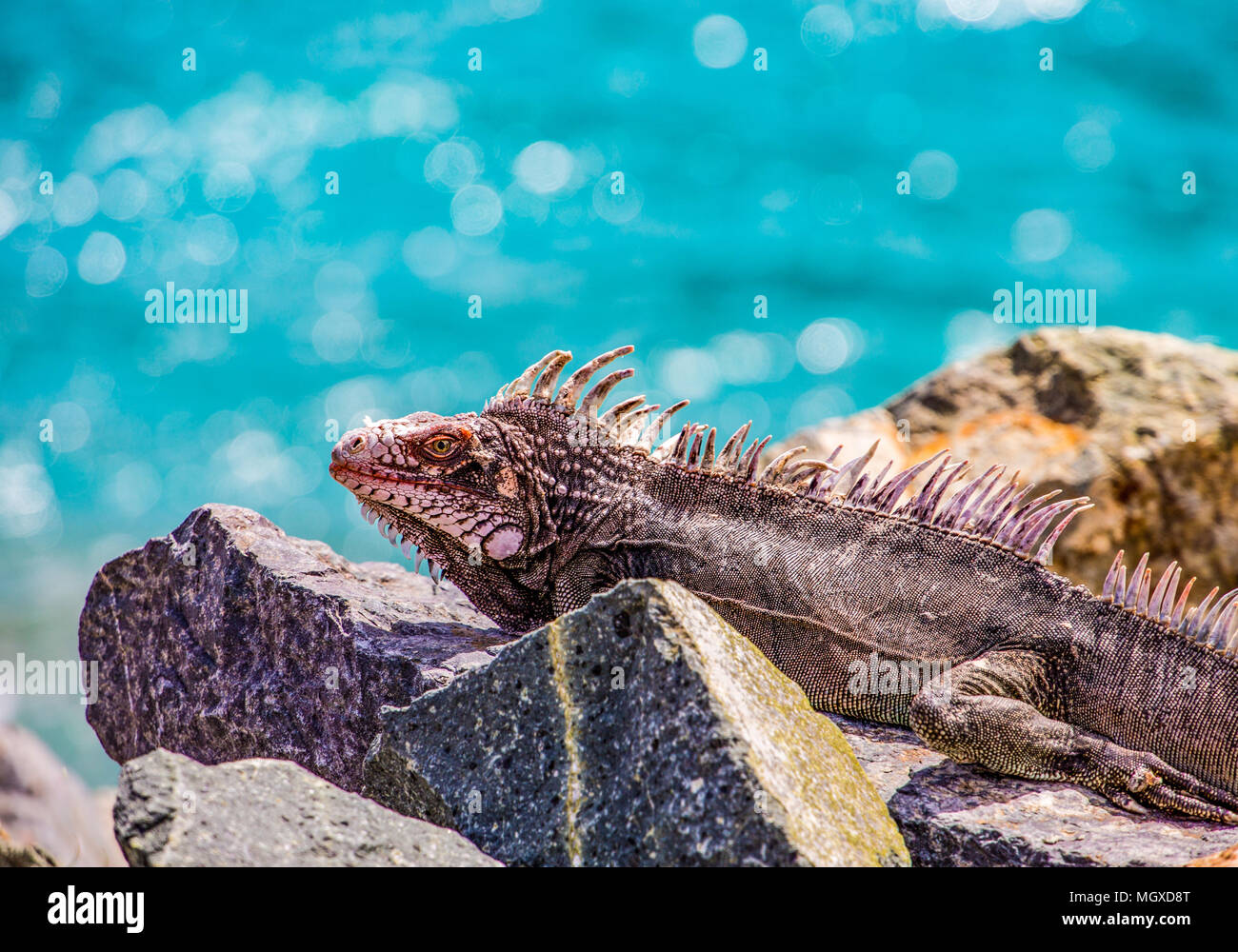 Sunning on the rocks hi-res stock photography and images - Alamy