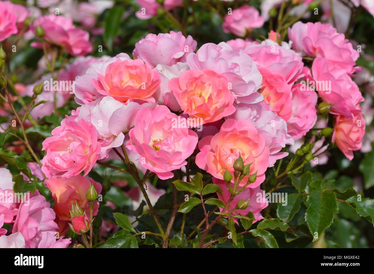 Rosa caribbean hi-res stock photography and images - Alamy