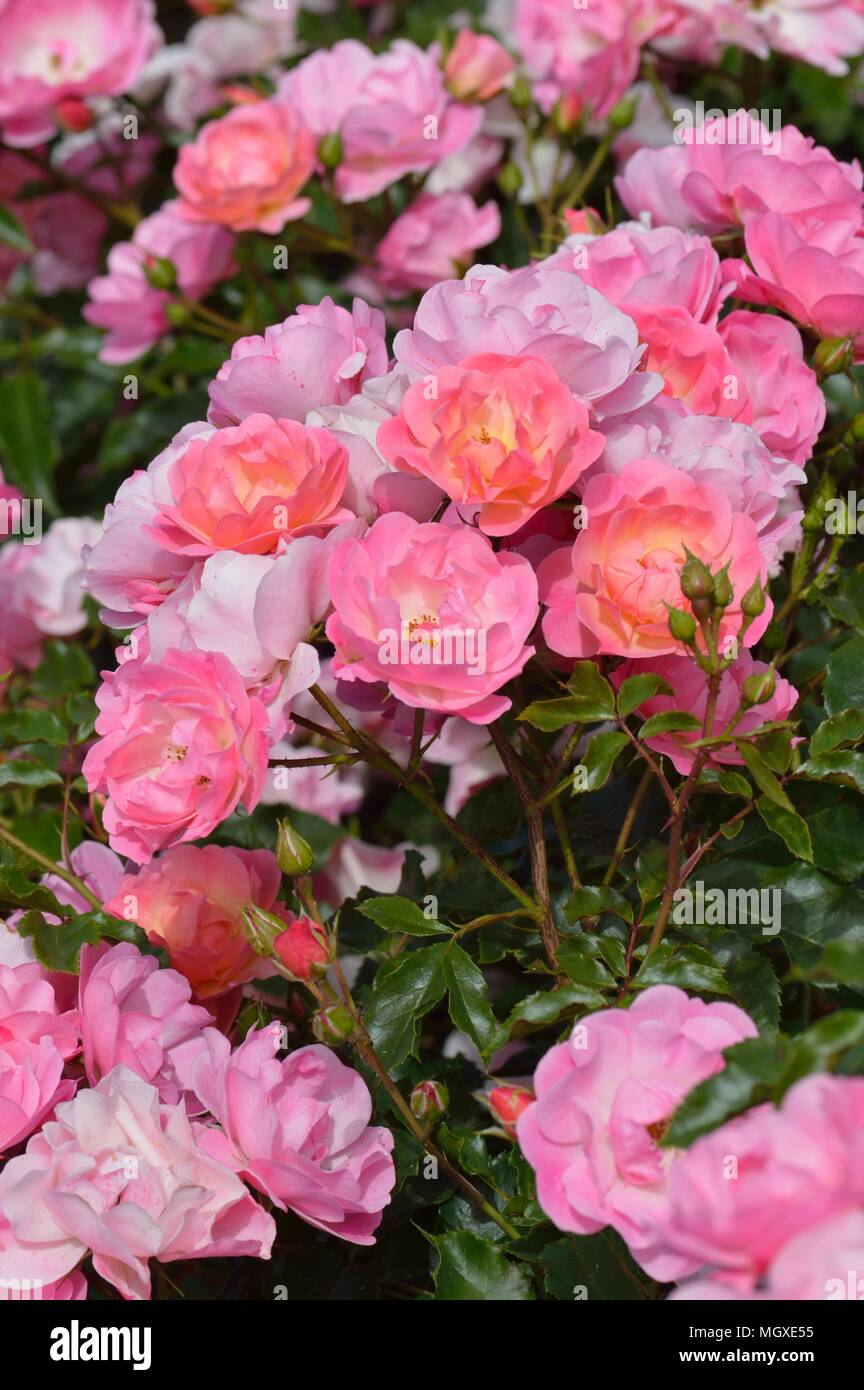 Caribbean rose hi-res stock photography and images - Alamy
