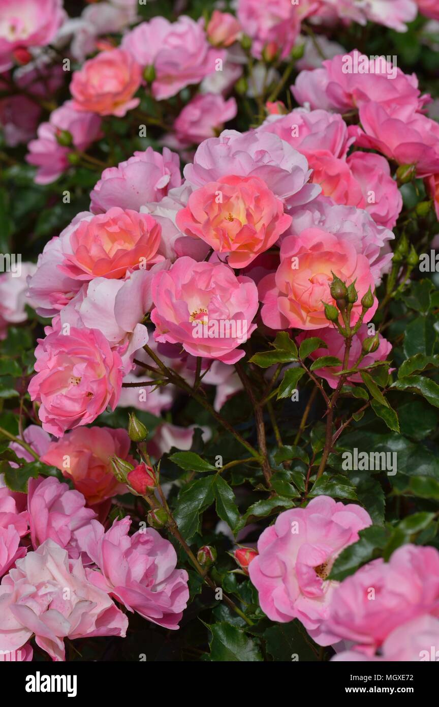 Rose Caribbean Dawn Stock Photo - Alamy