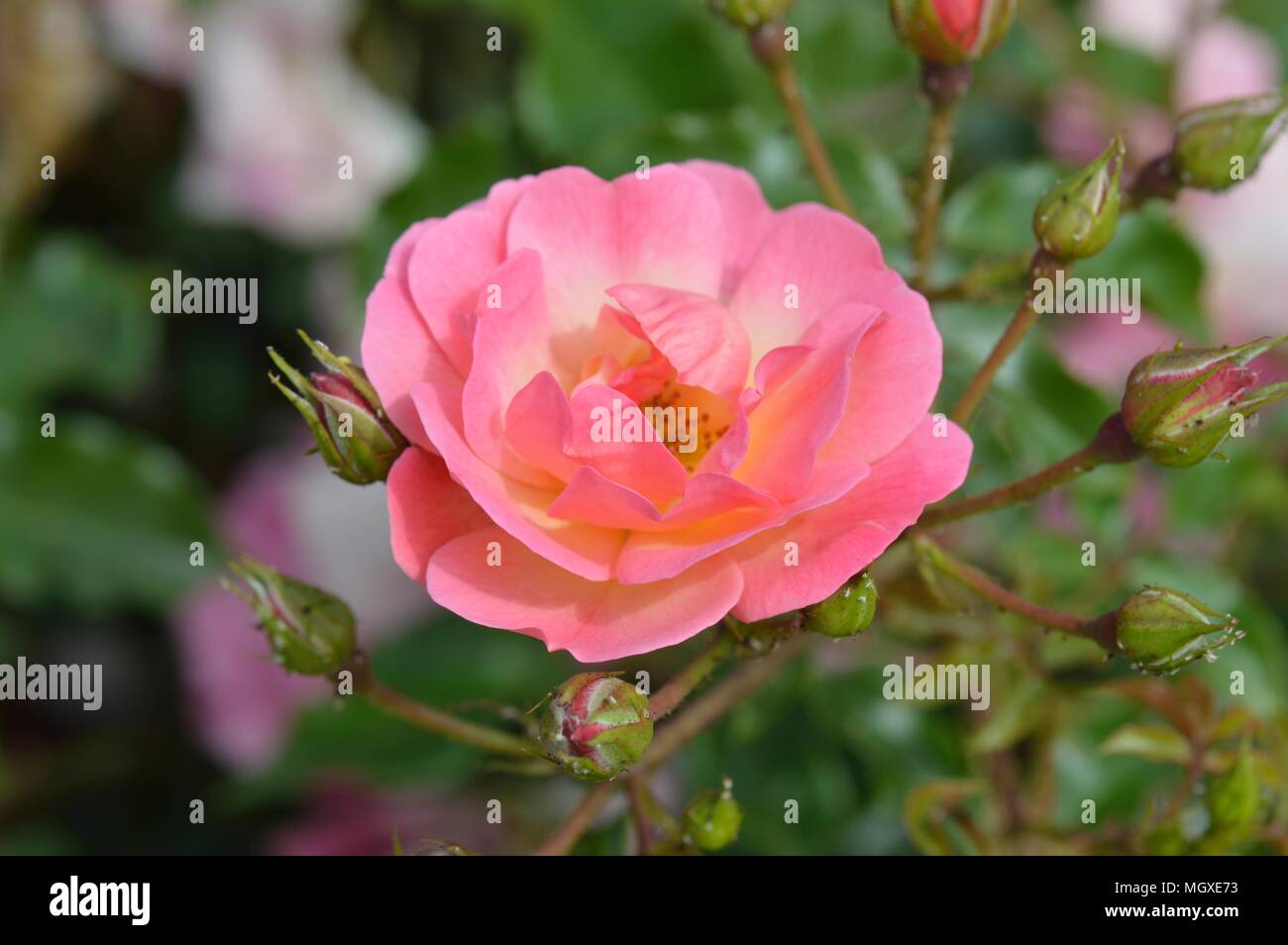 Caribbean rose hi-res stock photography and images - Alamy