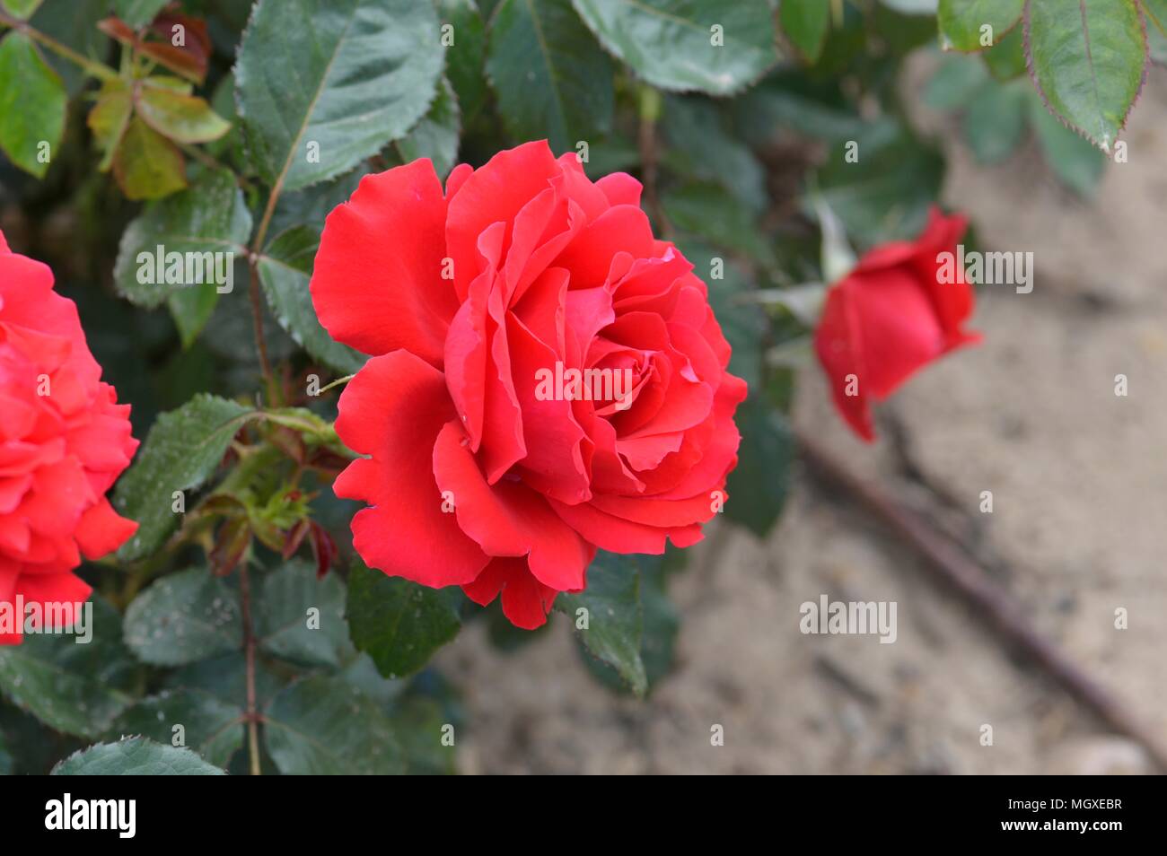Carris rose hi-res stock photography and images - Alamy