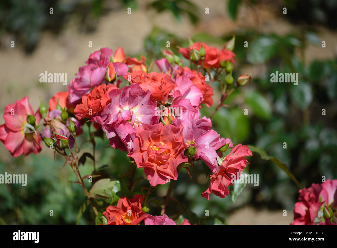 Rose Celebration Time Stock Photo - Alamy