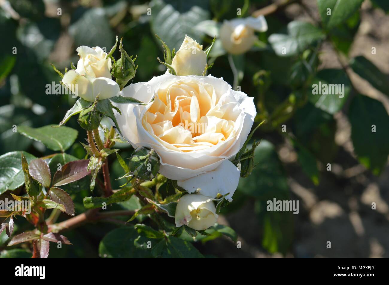 Rose Champagne Moment Stock Photo - Alamy