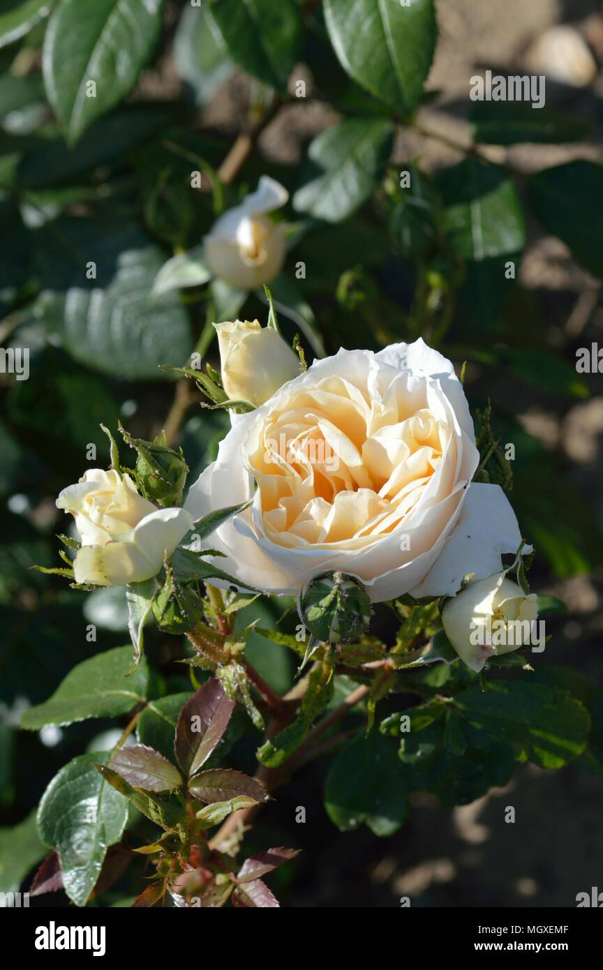 Rose Champagne Moment Stock Photo - Alamy