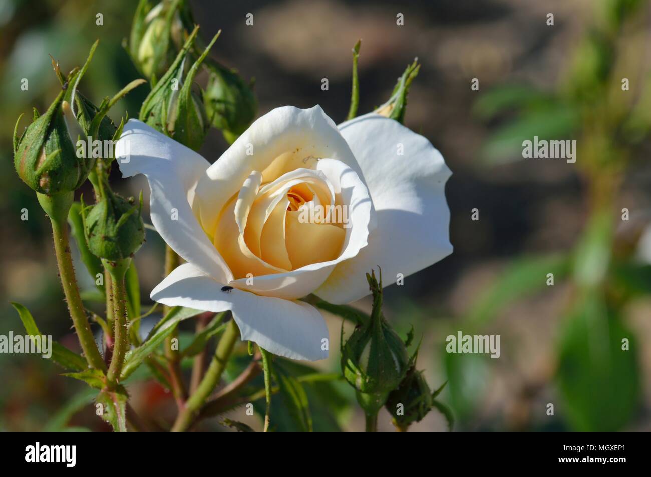 Rose Champagne Moment Stock Photo - Alamy