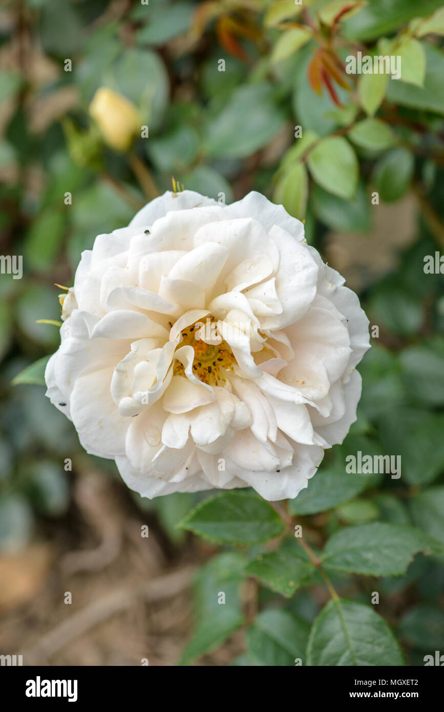Rose Champagne Moment Stock Photo - Alamy