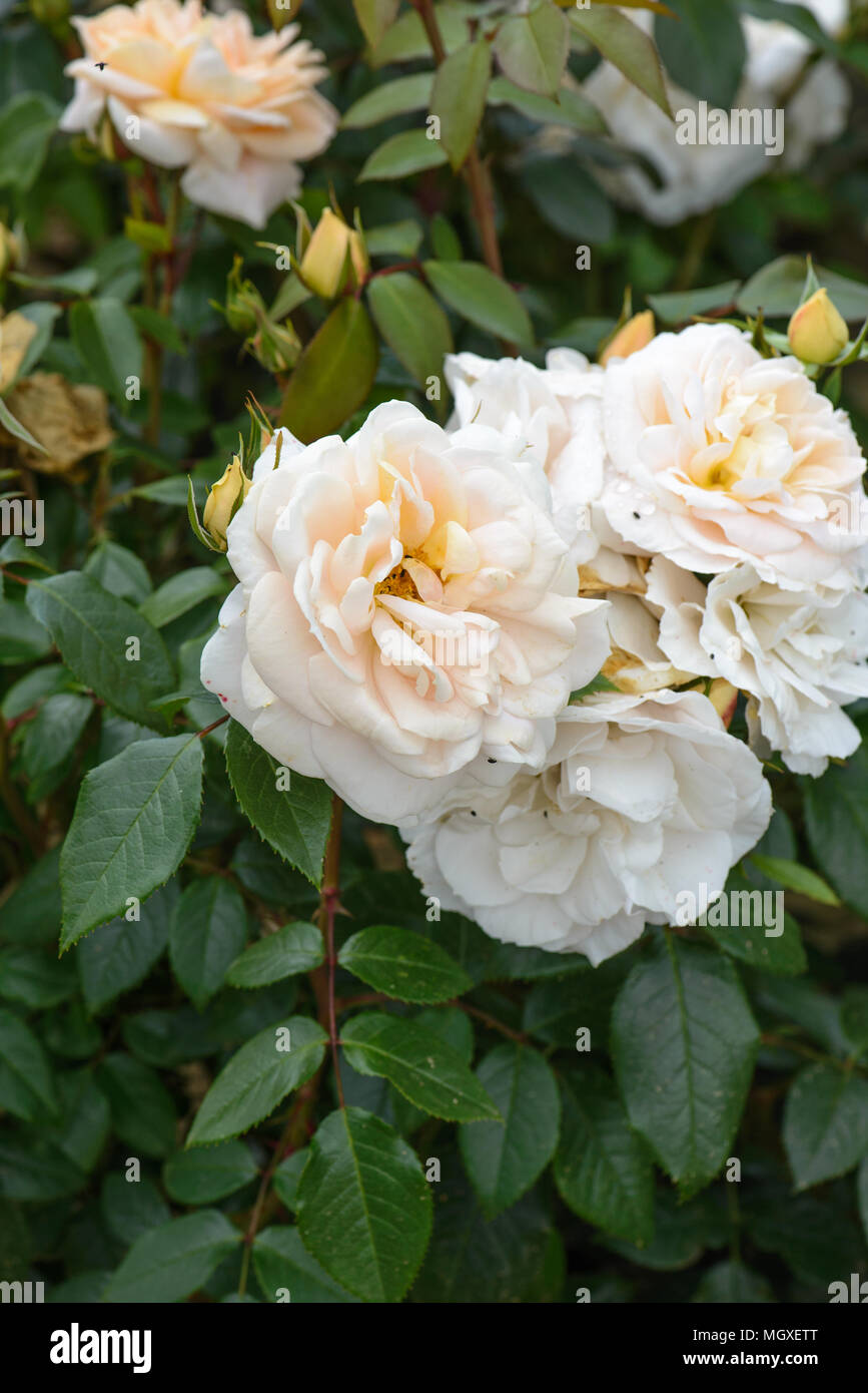 Rose Champagne Moment Stock Photo - Alamy