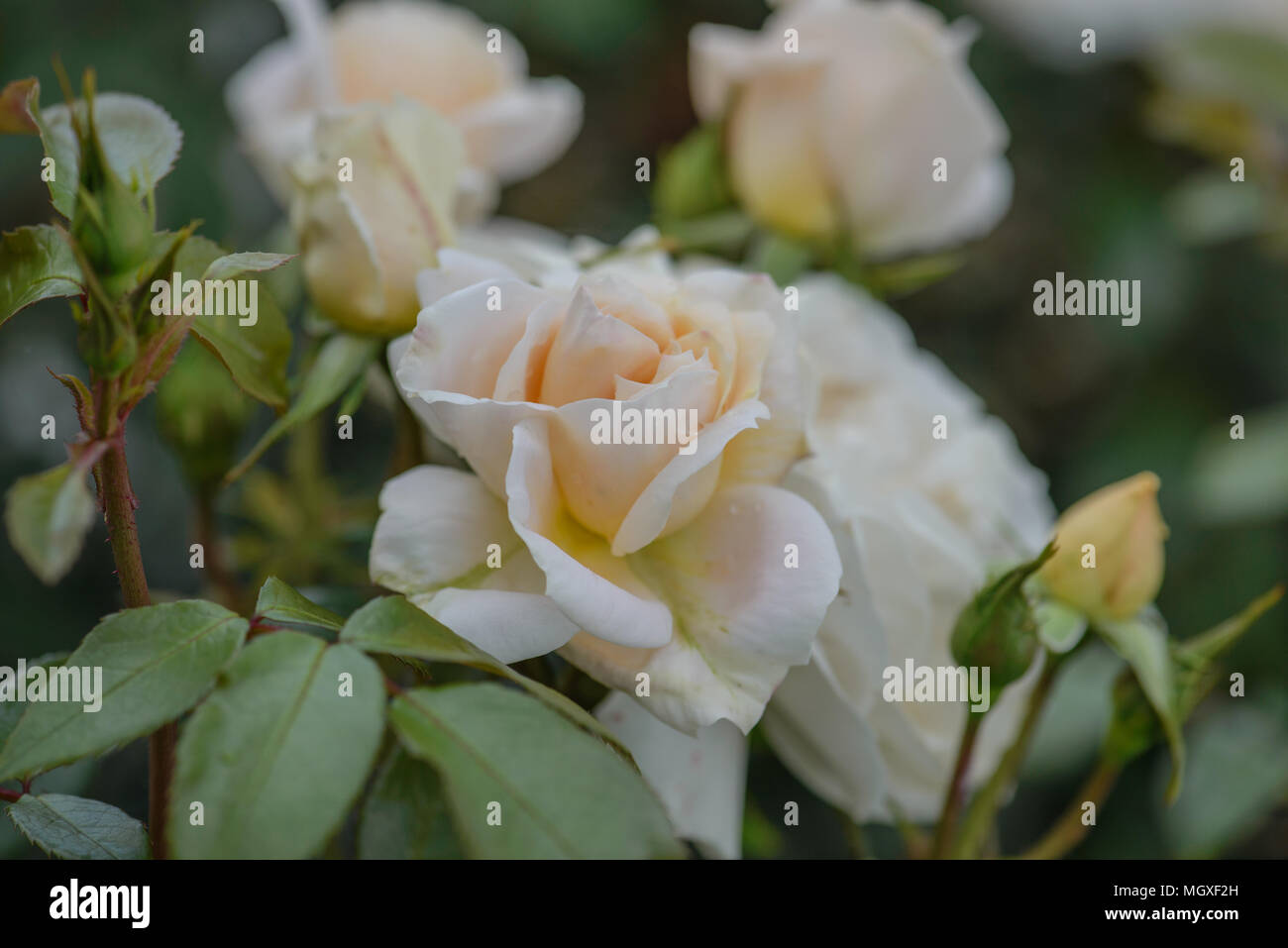 Rose Champagne Moment Stock Photo - Alamy