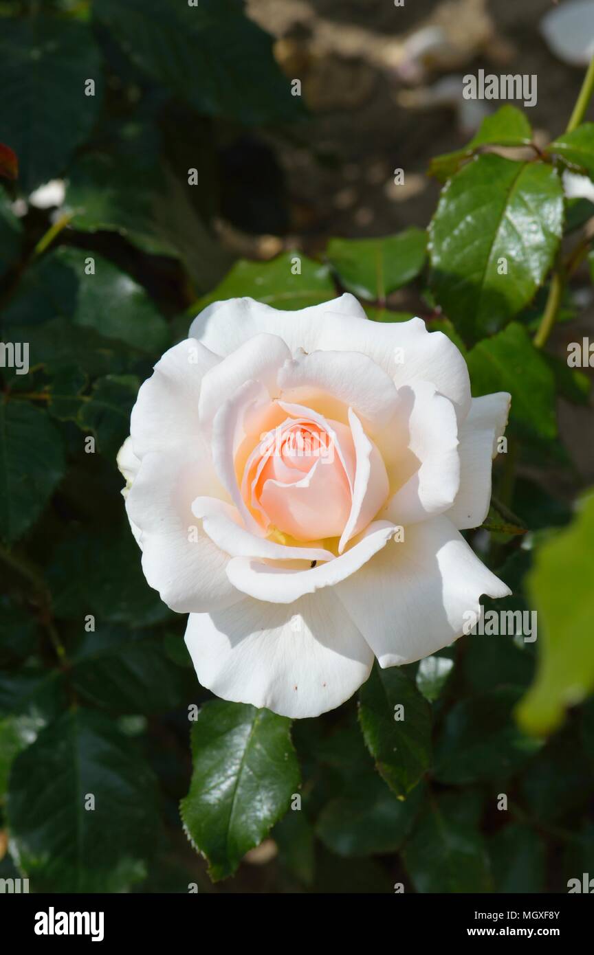 Rose Chandos Beauty Stock Photo - Alamy