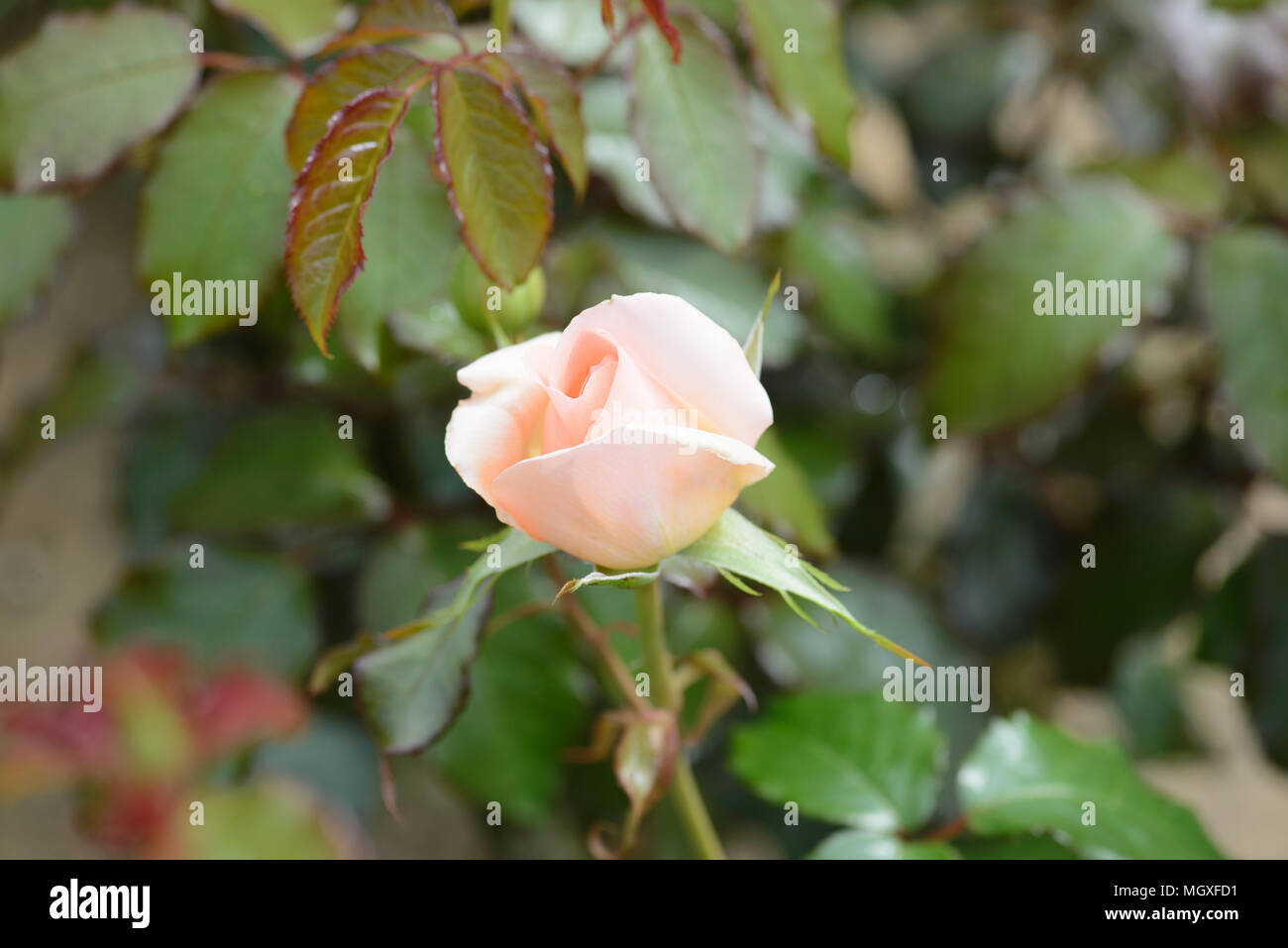 Rose Chandos Beauty Stock Photo - Alamy