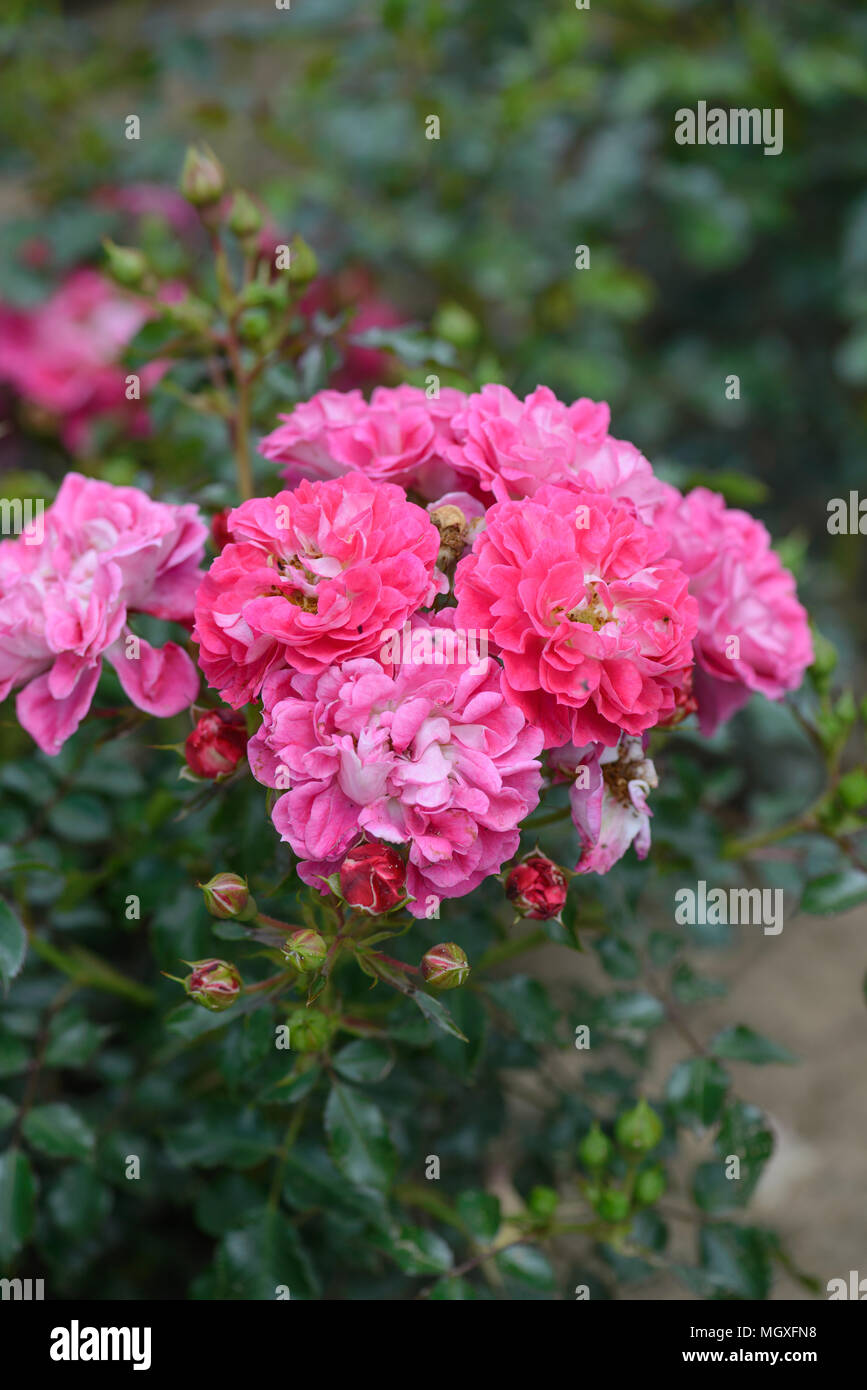 Rose charmant hi-res stock photography and images - Alamy