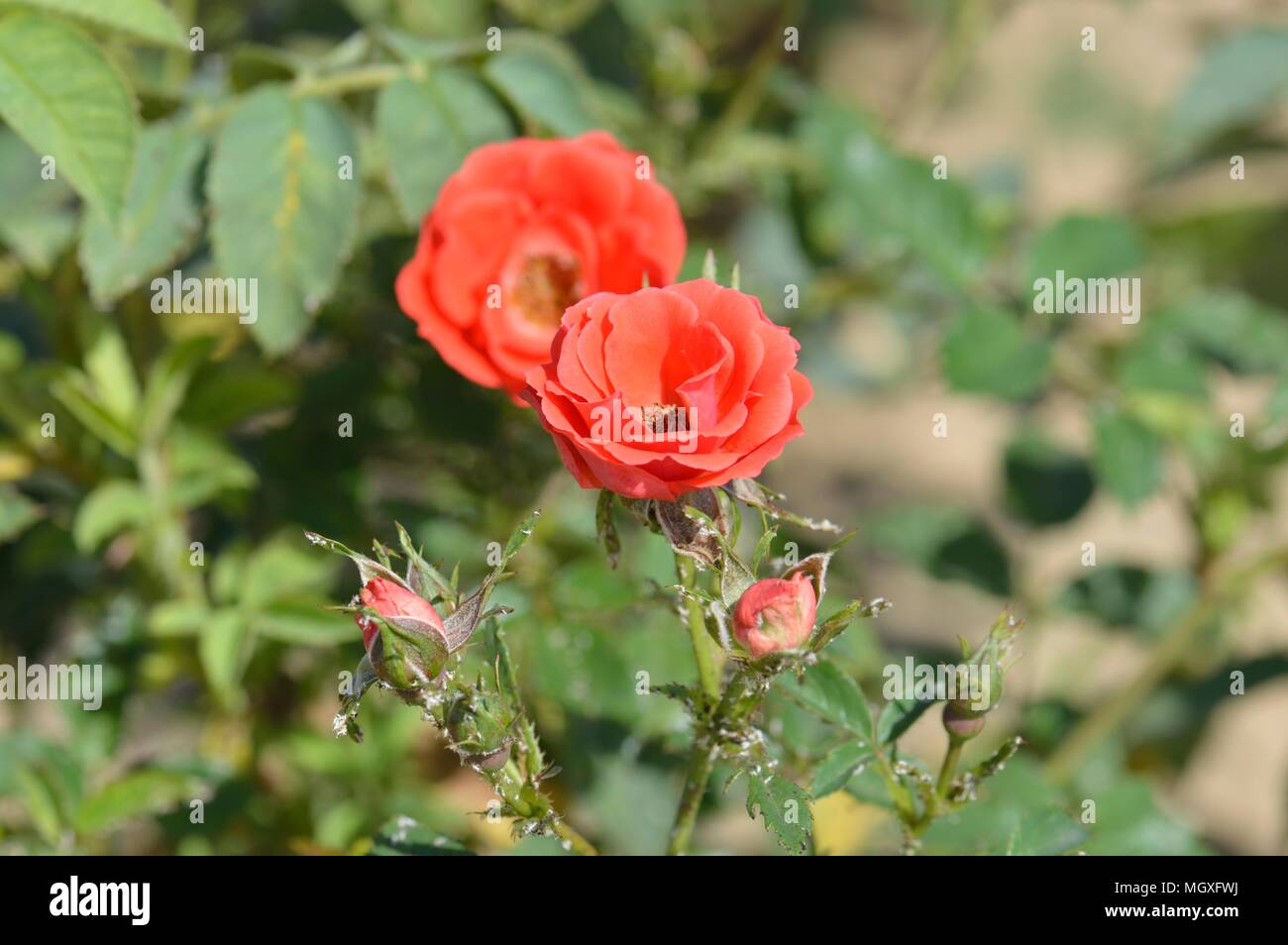 Rose Charming Cover Stock Photo - Alamy
