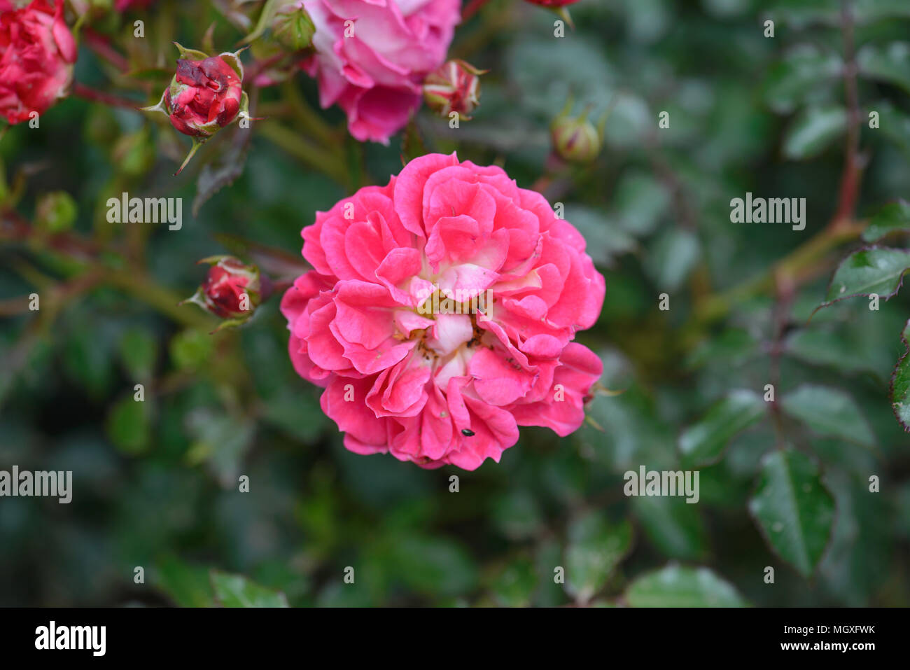 Rose charmant hi-res stock photography and images - Alamy