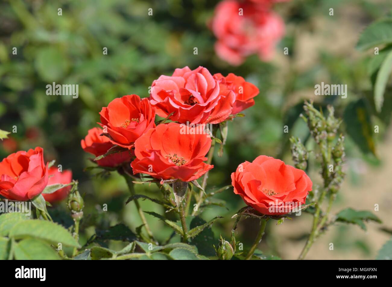 Rose charming cover hi-res stock photography and images - Alamy