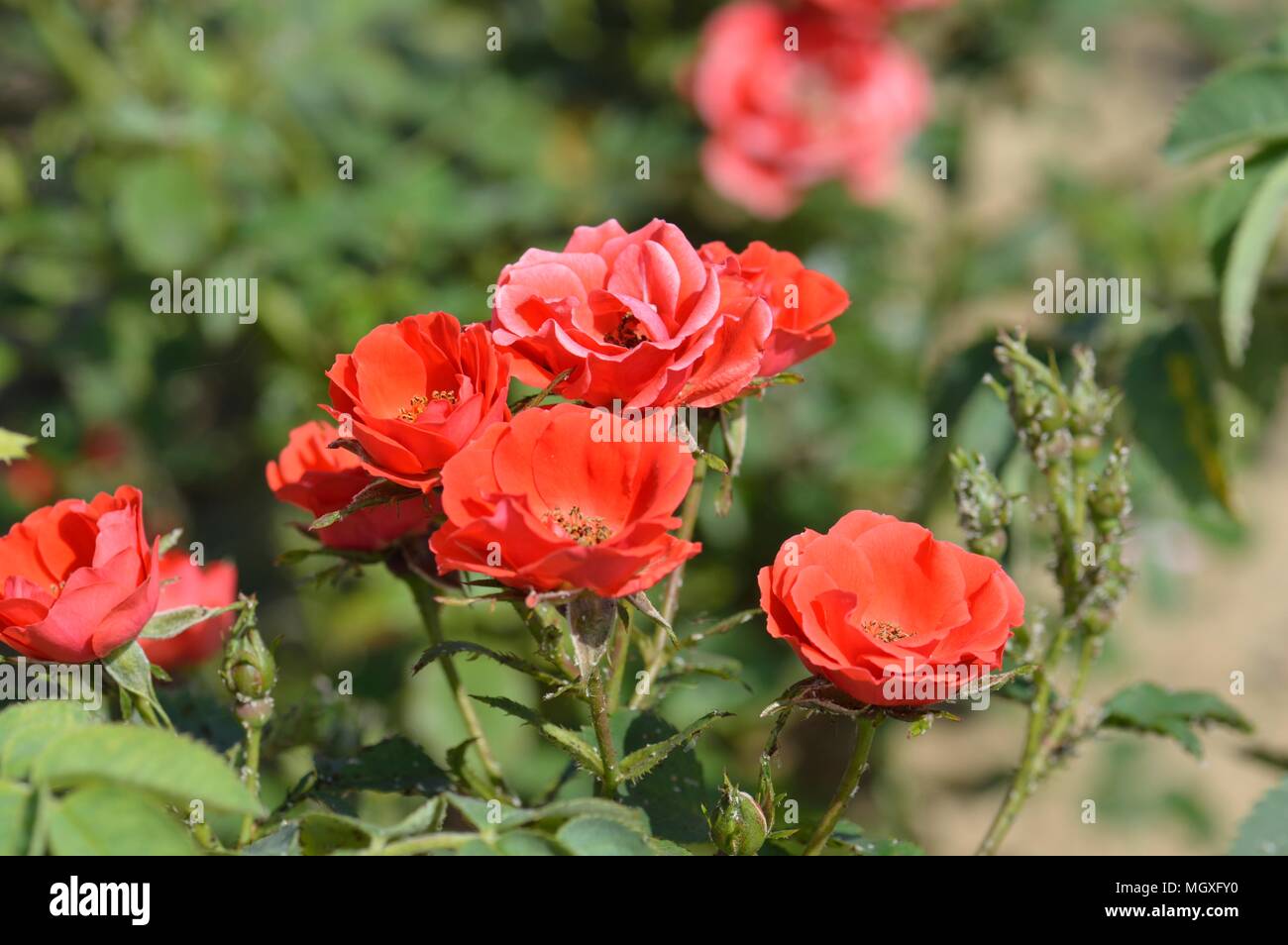Rose Charming Cover Stock Photo - Alamy