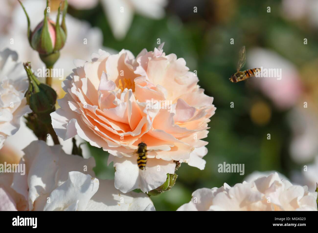 Rose Cheek to Cheek Stock Photo - Alamy