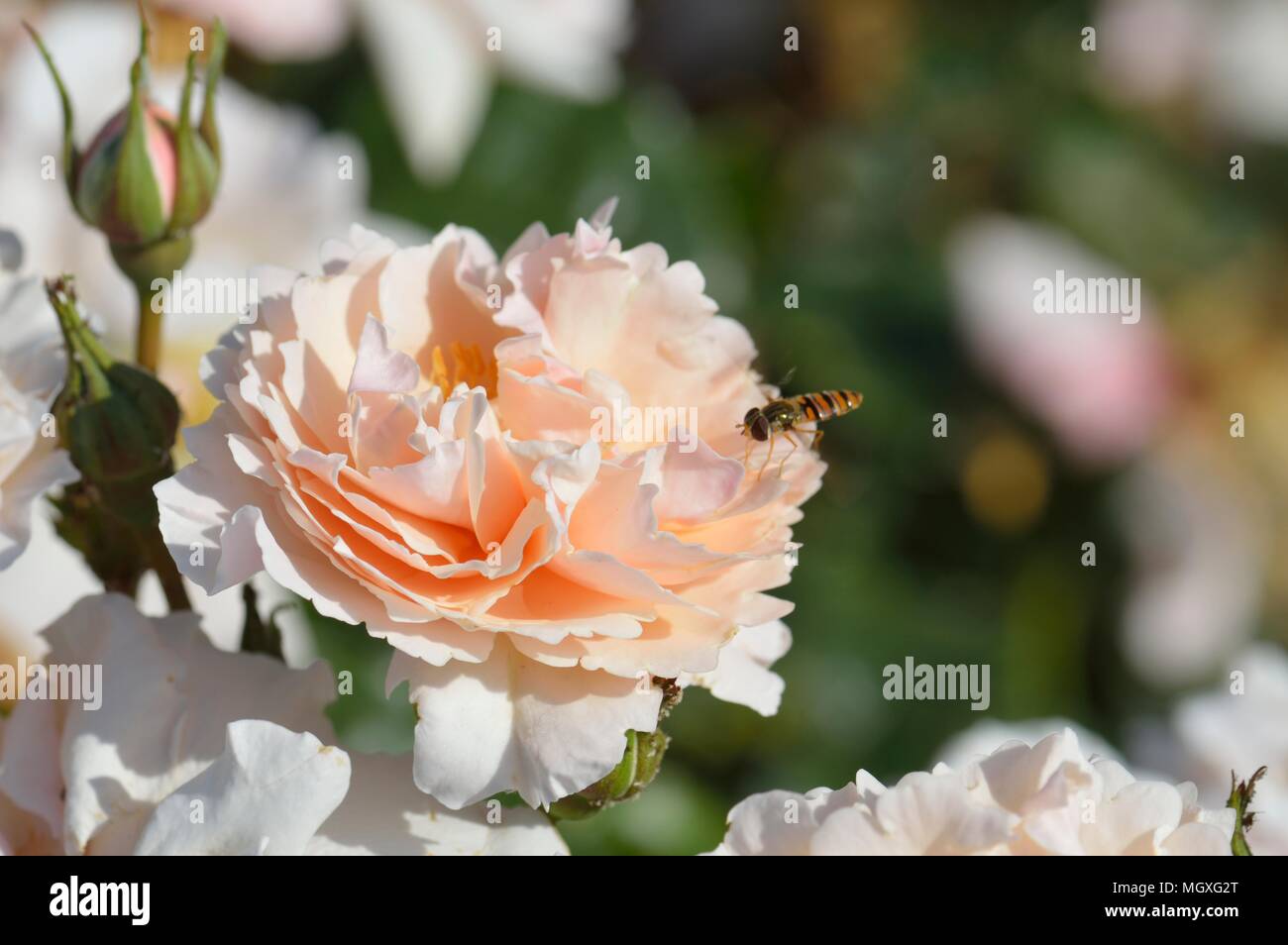 Rose cheek to cheek hi-res stock photography and images - Alamy