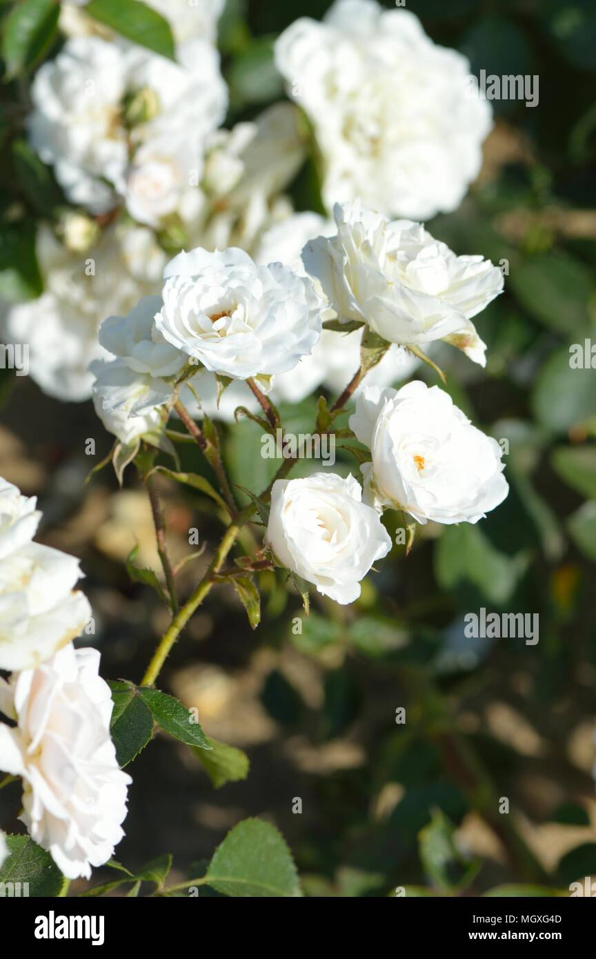 Rose cheek to cheek hi-res stock photography and images - Alamy