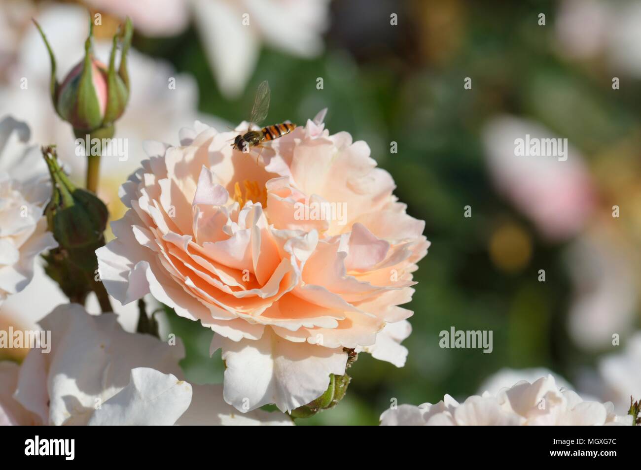 Rose Cheek to Cheek Stock Photo - Alamy
