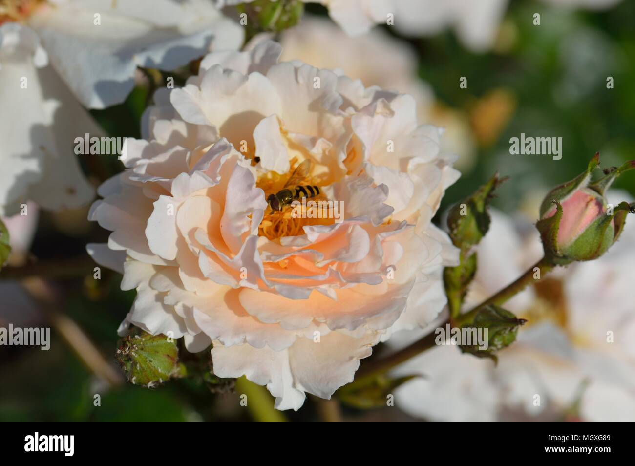 Rose Cheek to Cheek Stock Photo - Alamy