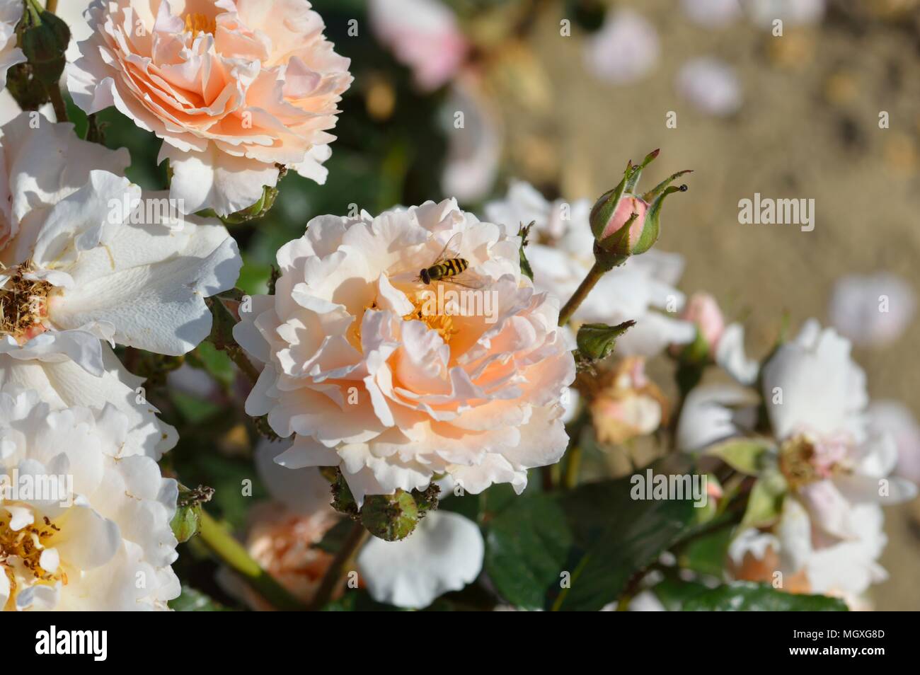 Rose Cheek to Cheek Stock Photo - Alamy