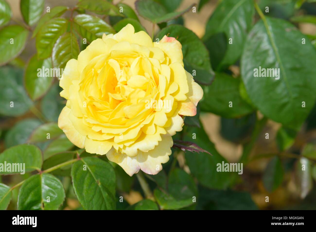 Rose China Town, Rose Chinatown Stock Photo - Alamy