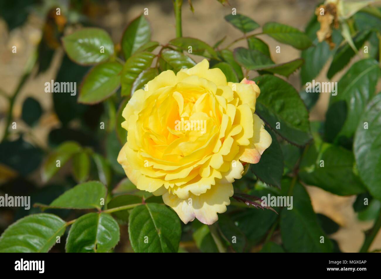 Rose chinatown hi-res stock photography and images - Alamy