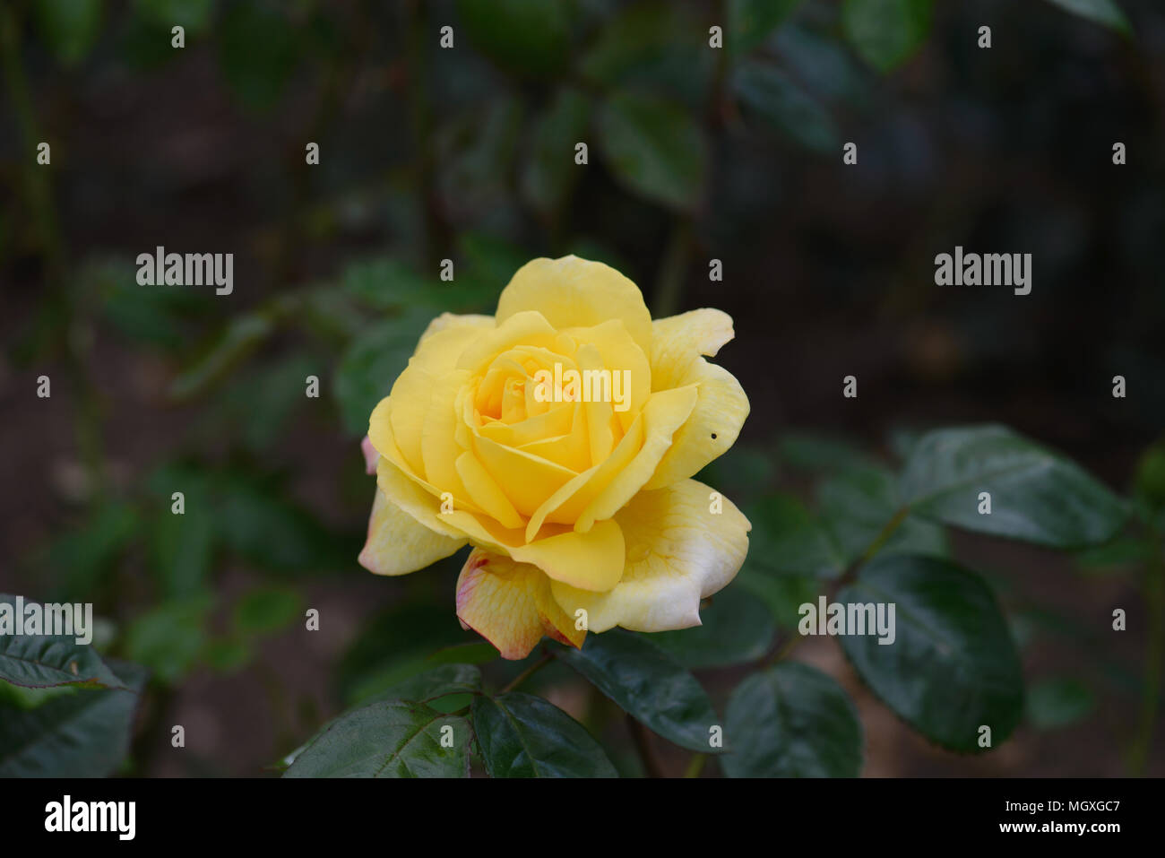 Rose China Town, Rose Chinatown Stock Photo - Alamy