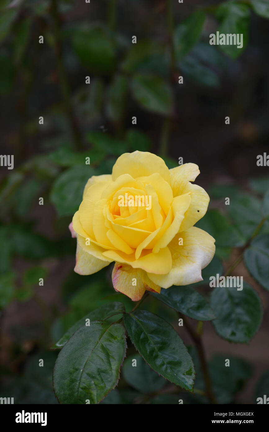 Rose China Town, Rose Chinatown Stock Photo - Alamy