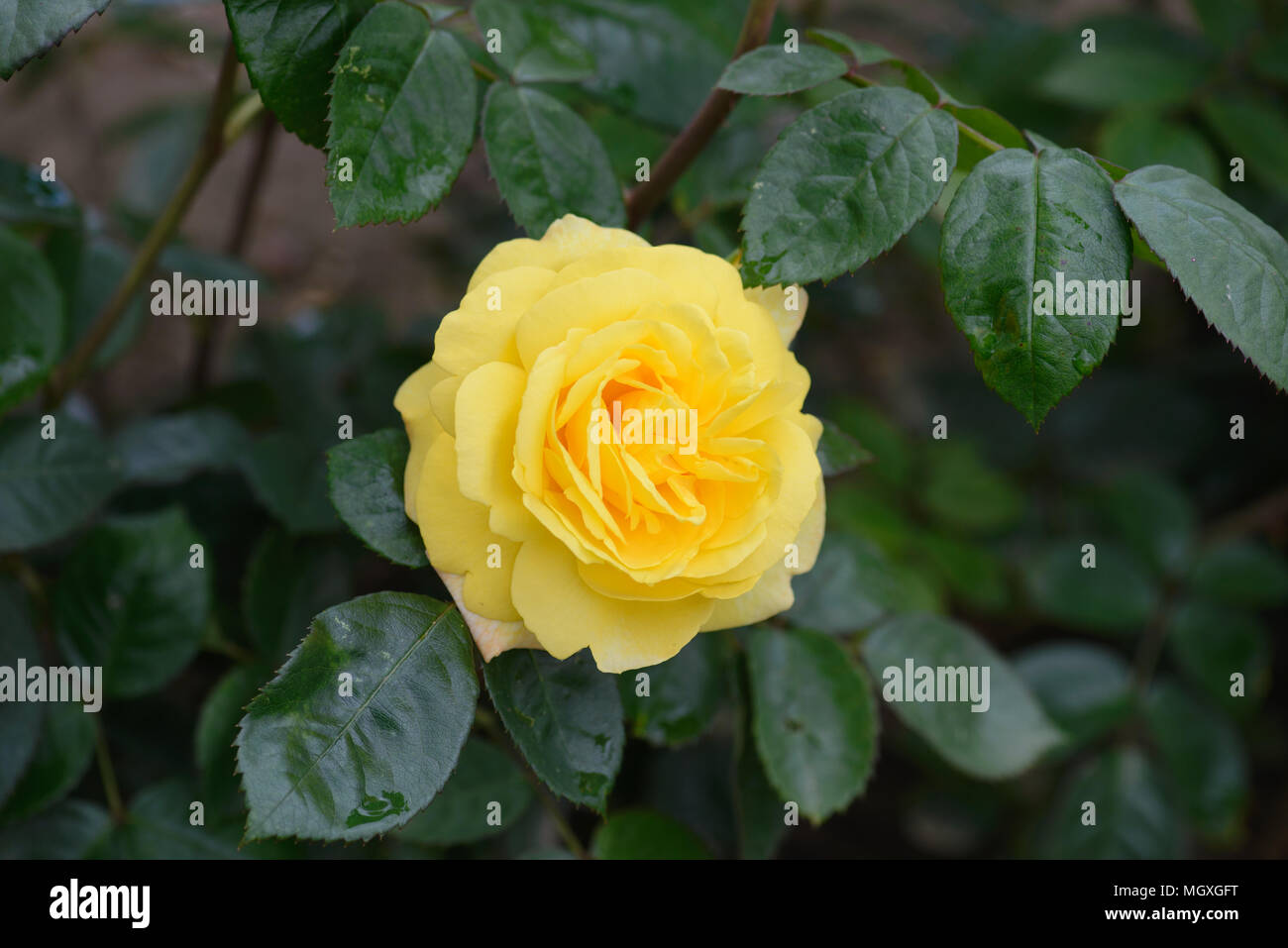 Rose China Town, Rose Chinatown Stock Photo - Alamy
