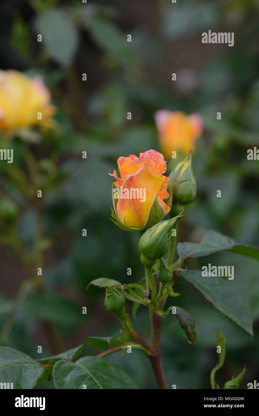 Rose China Town, Rose Chinatown Stock Photo - Alamy
