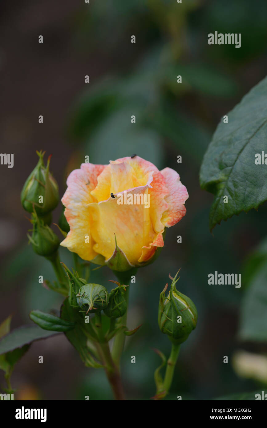 Rose China Town, Rose Chinatown Stock Photo - Alamy