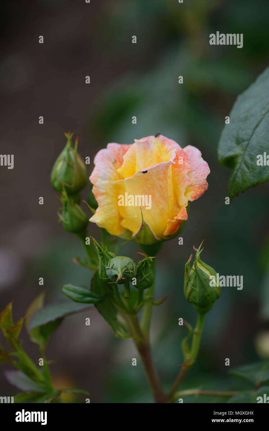 Rose chinatown hi-res stock photography and images - Alamy