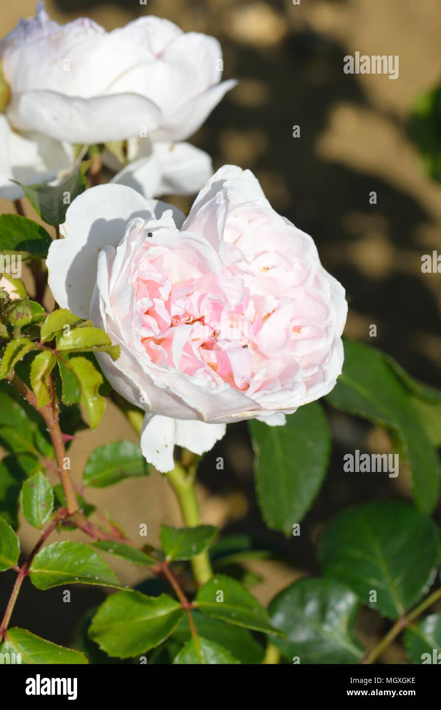 Cinderella flower hi-res stock photography and images - Alamy