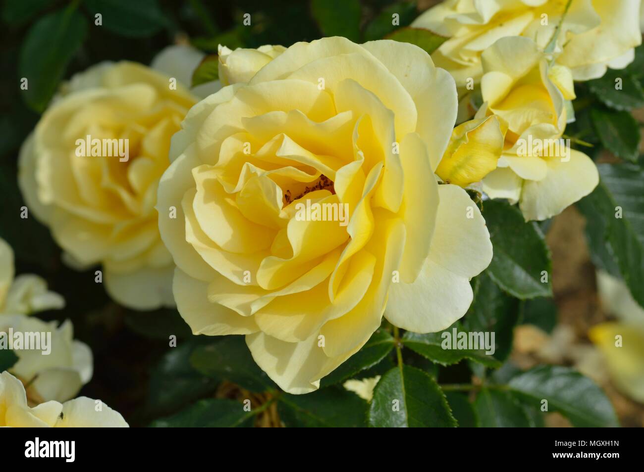 Rose City Livery Stock Photo - Alamy