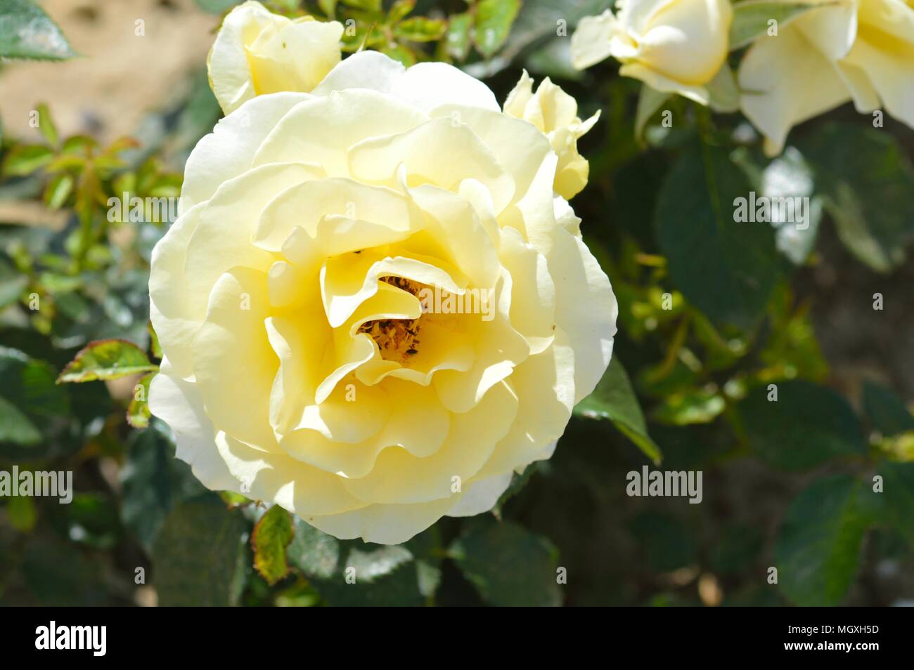 Rose City Livery Stock Photo - Alamy